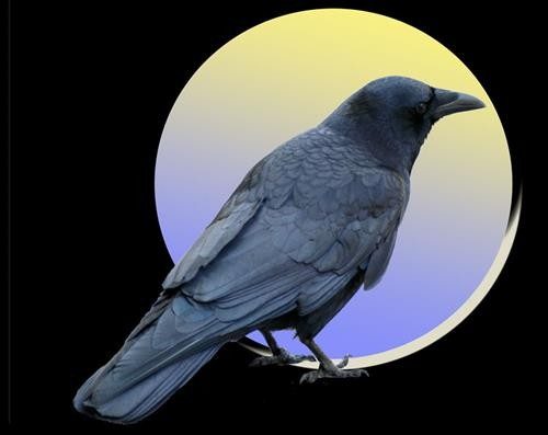 Two Crows Studio - Looking Out