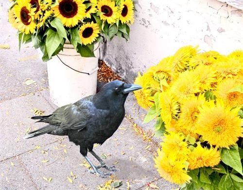 Two Crows Studio - Market Crow