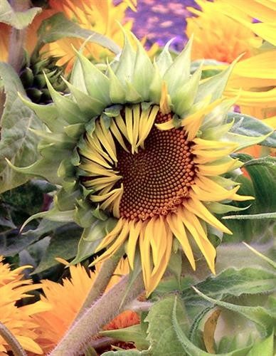 Two Crows Studio - Shy Sunflower